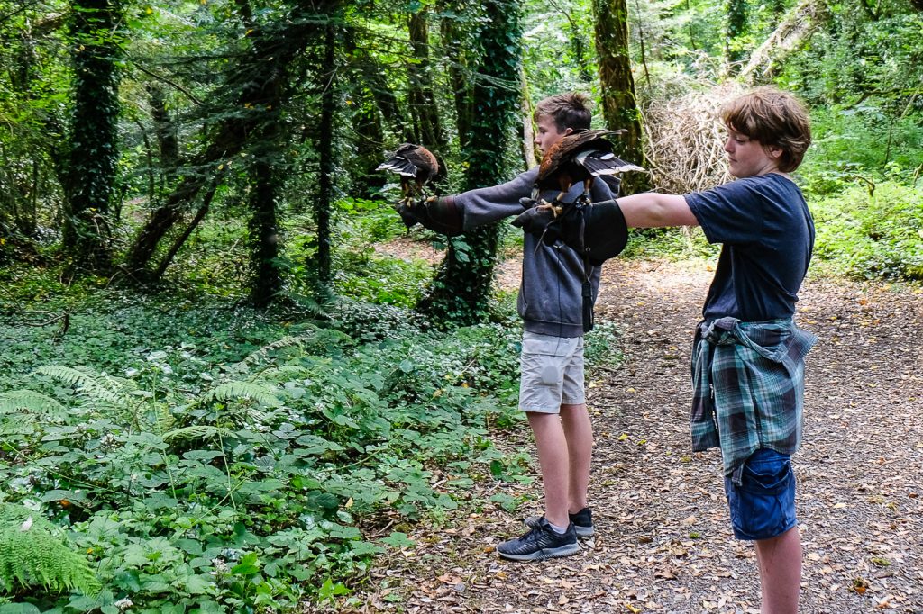 Hawk Walk at Ashford Castle and Inchagoill Island: Our Last Day in ...