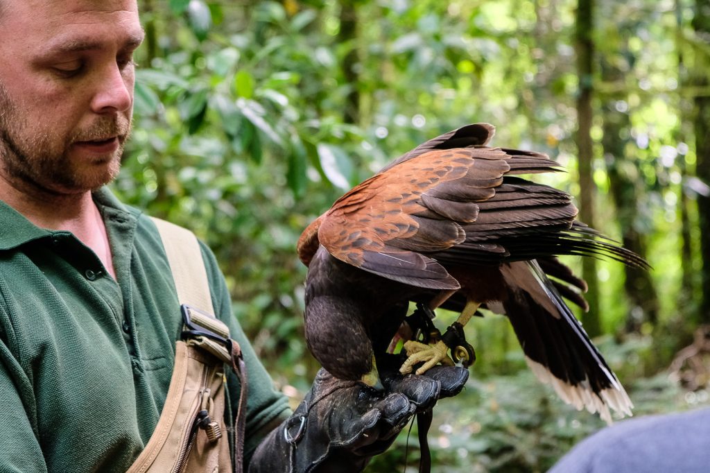 Hawk Walk at Ashford Castle and Inchagoill Island: Our Last Day in ...